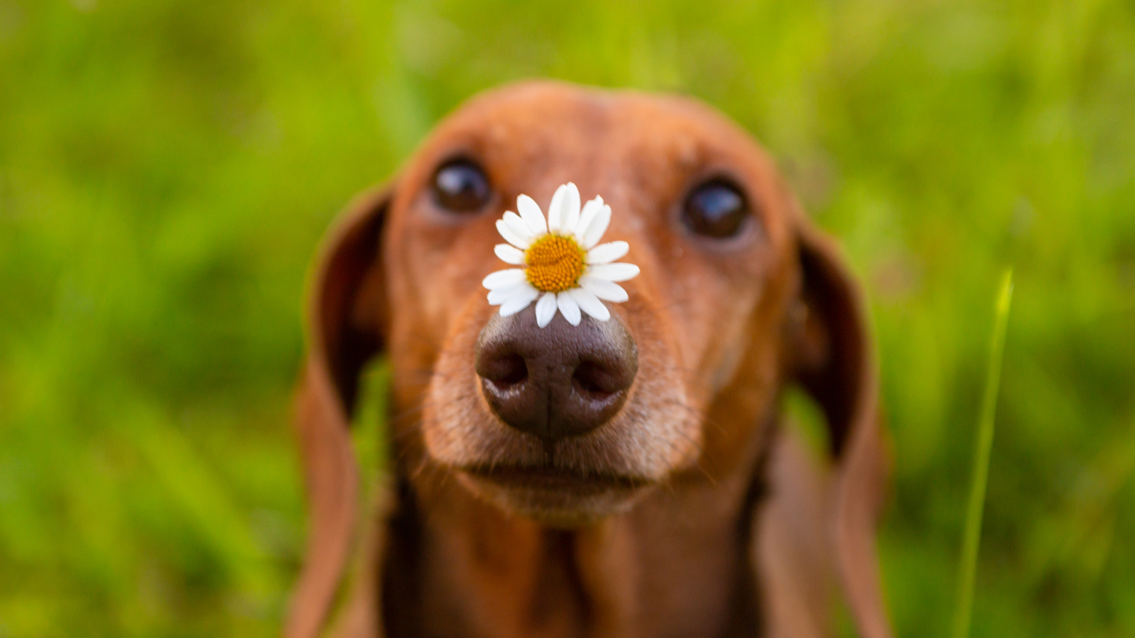 Canine Hyperkeratosis: Causes and Treatments – VetriMax Veterinary Products