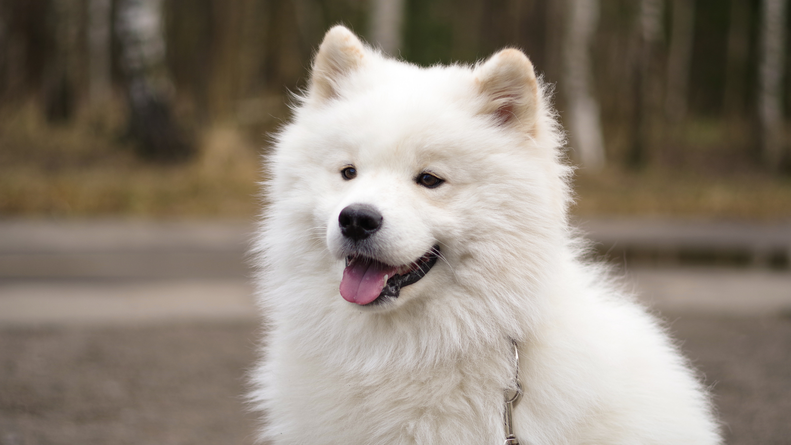 How To Treat Hyperkeratosis with Solva-Ker – VetriMax Veterinary Products